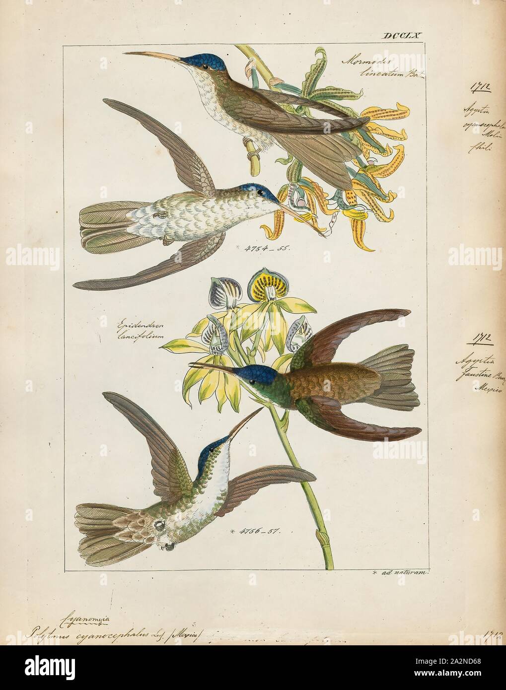 Polytmus cyanocephalus, Print, The goldenthroats are a small group of ...