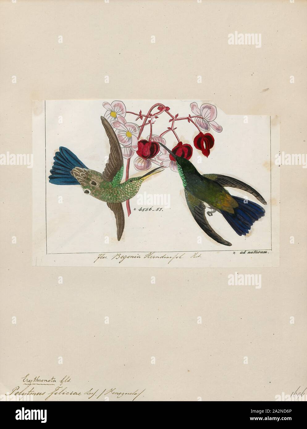 Polytmus feliciae, Print, The goldenthroats are a small group of ...