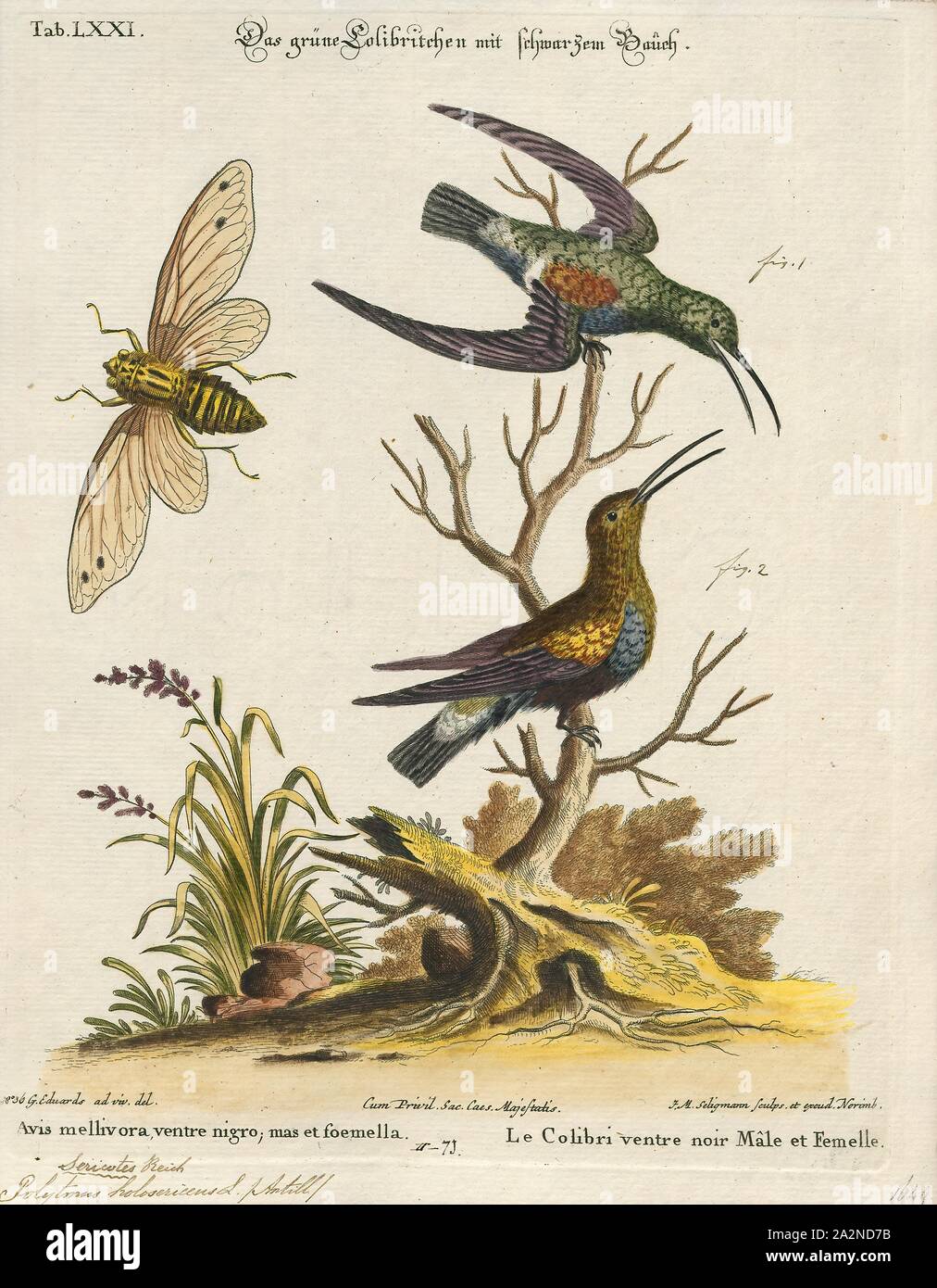 Polytmus holosericeus, Print, The goldenthroats are a small group of ...