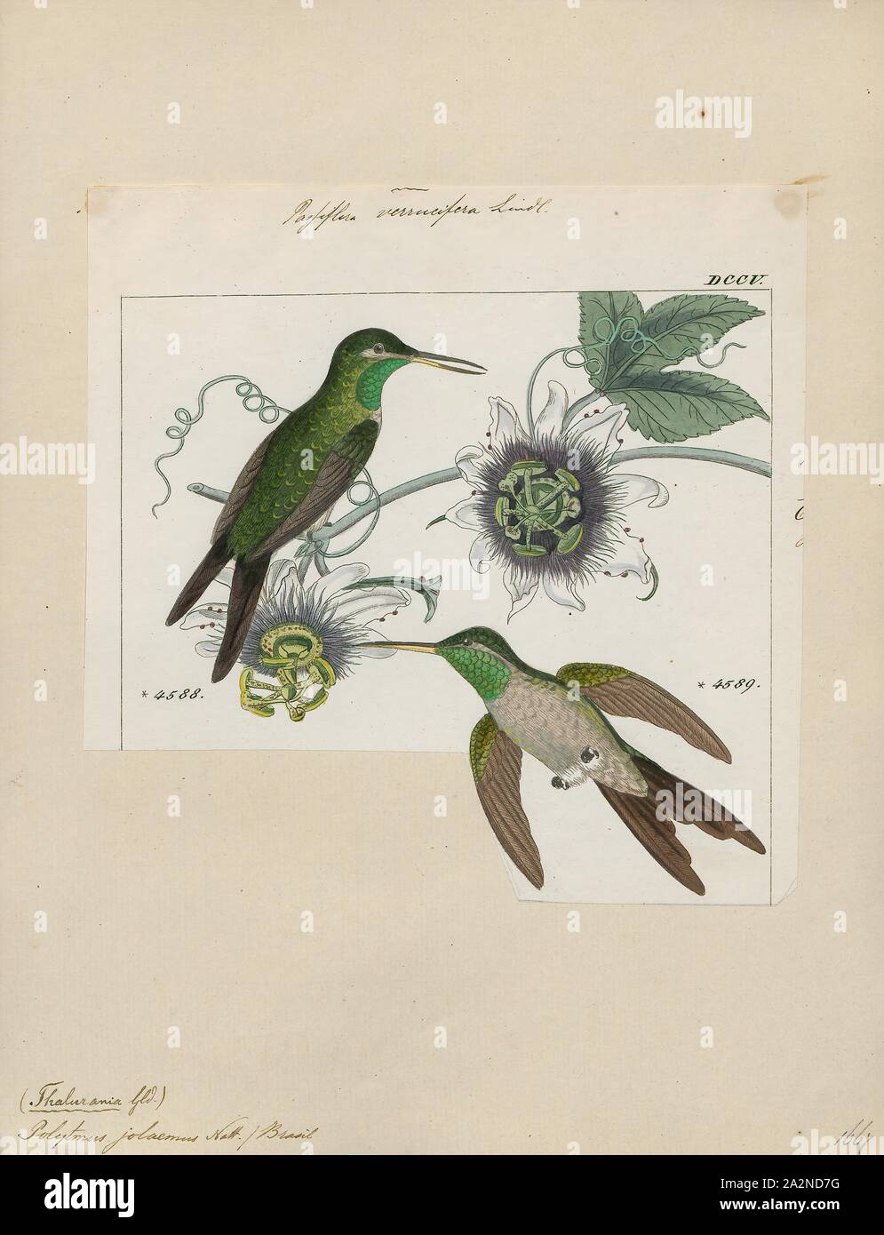 Polytmus iolaemus, Print, The goldenthroats are a small group of ...