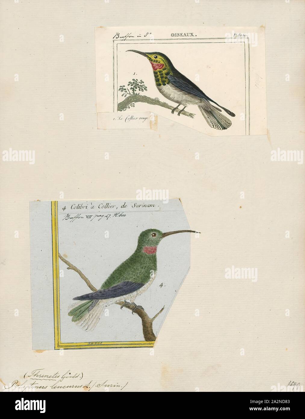 Polytmus leucurus, Print, The goldenthroats are a small group of ...