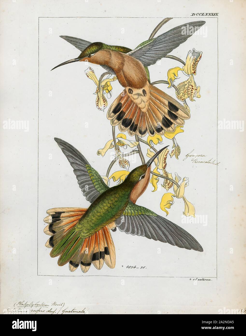 Polytmus rufus, Print, The goldenthroats are a small group of ...