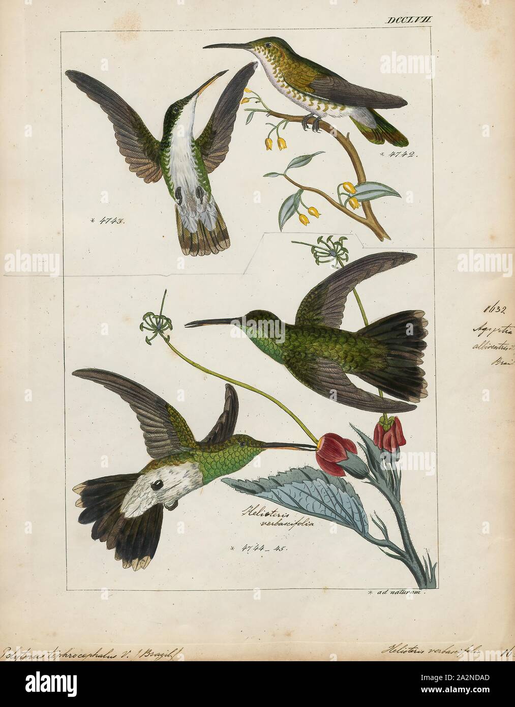 Polytmus tephrocephalus, Print, The goldenthroats are a small group of ...