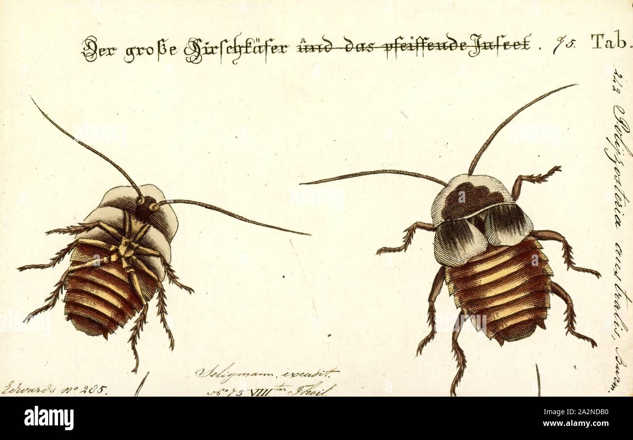 Botany bay cockroach hi-res stock photography and images - Alamy