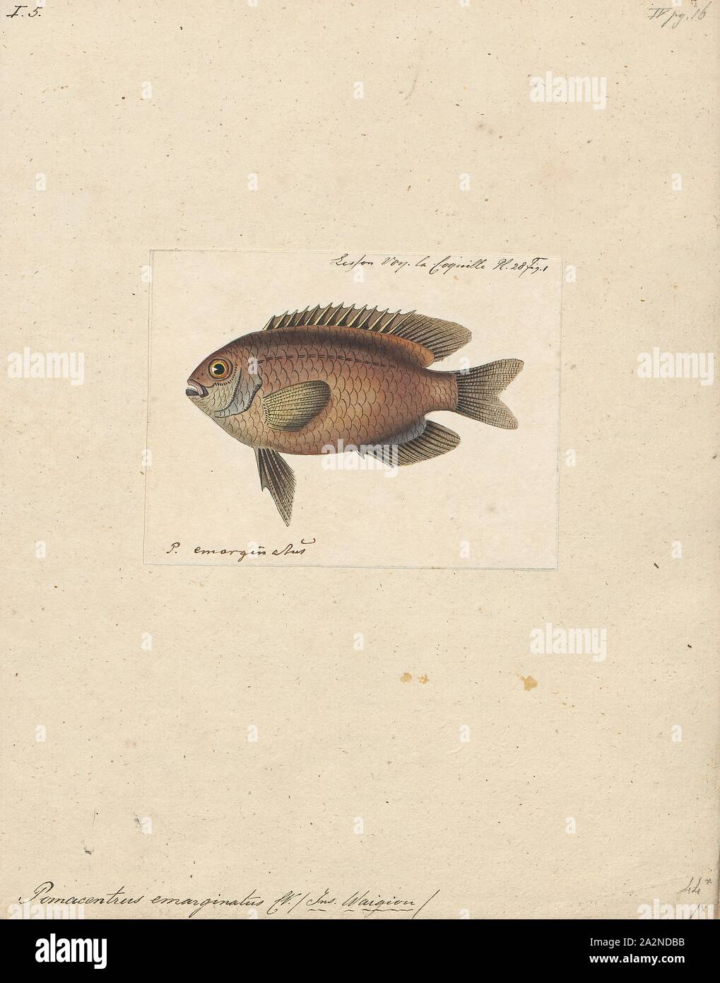 Pomacentrus emarginatus, Print, Outer reef damsel, 1825-1839 Stock ...