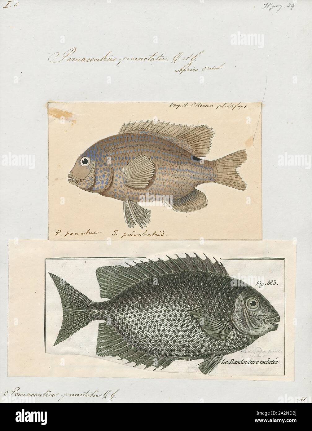 Pomacentrus punctatus hi-res stock photography and images - Alamy