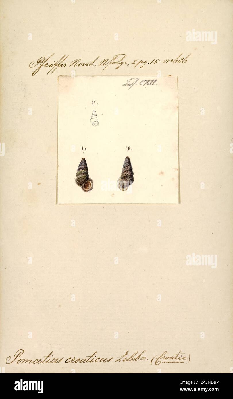 Pomatias croaticus, Print, Pomatias is a genus of small operculate land ...