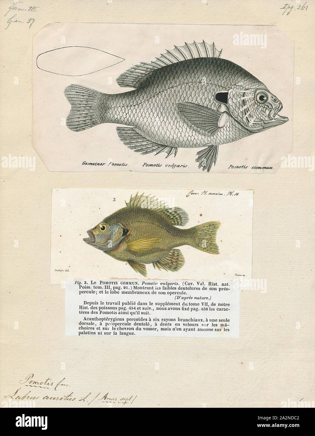 Pomotis auritus, Print Stock Photo - Alamy