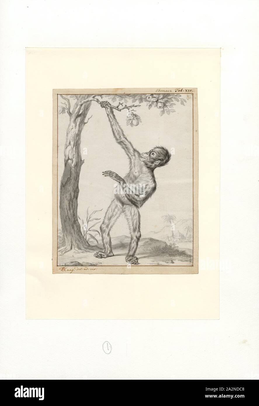 Pongo, Print, 1737-1812 Stock Photo - Alamy