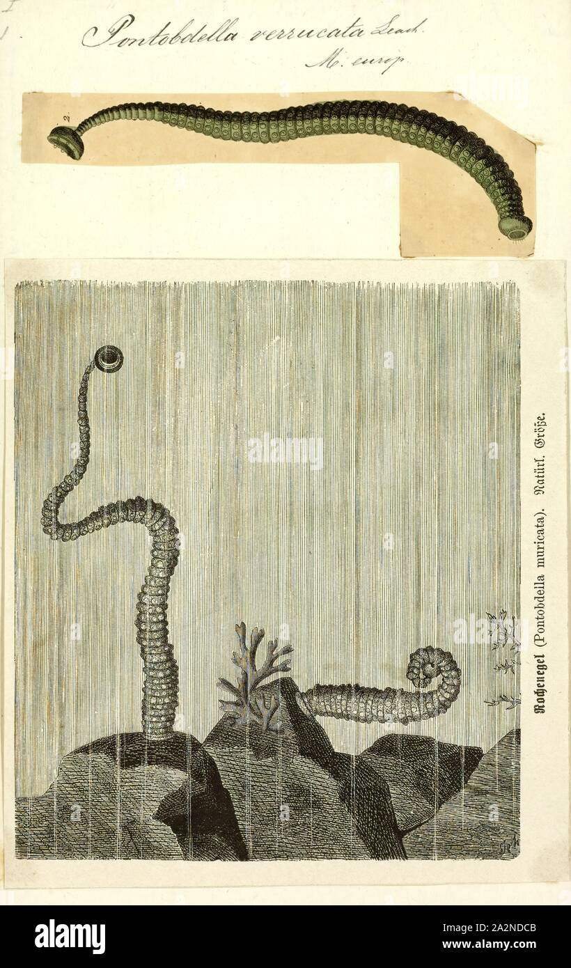 Pontobdella verrucata, Print Stock Photo - Alamy