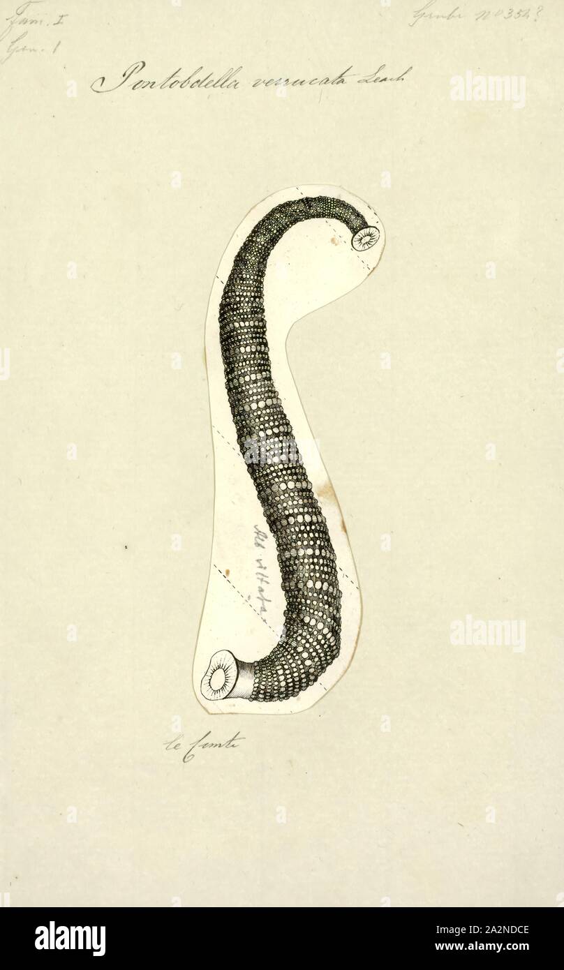 Pontobdella hi-res stock photography and images - Alamy