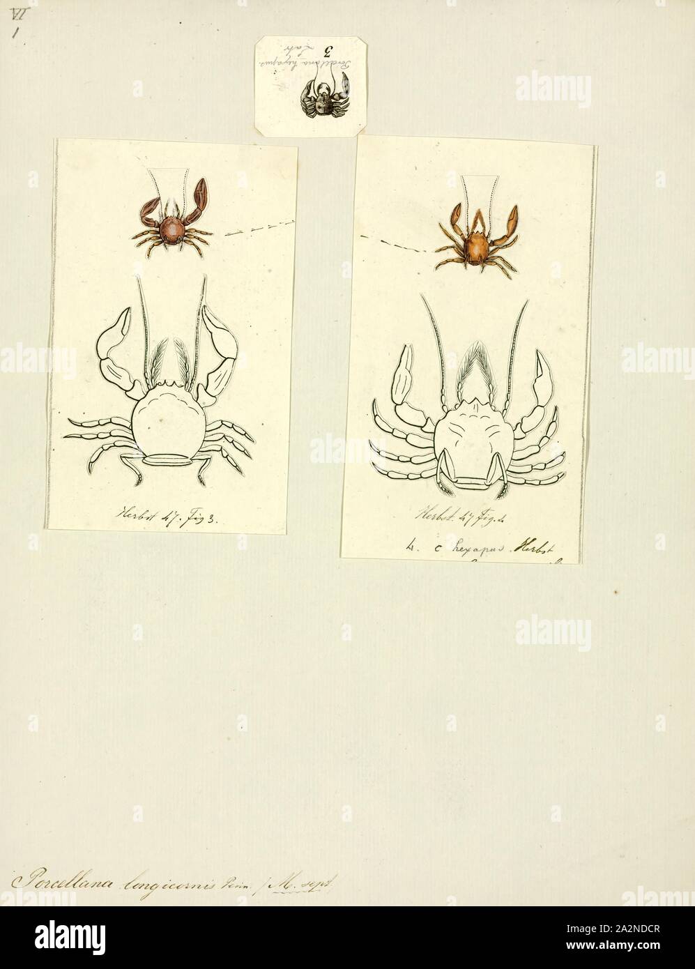 Etymology remains unclear hi-res stock photography and images - Alamy