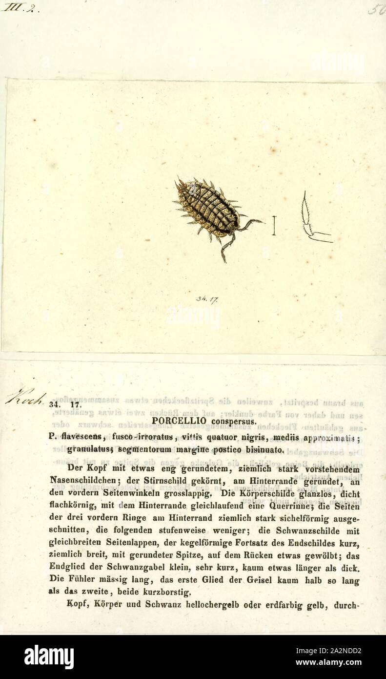 Conspersus hi-res stock photography and images - Alamy