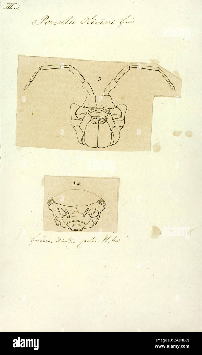 Porcellio olivieri, Print, Porcellio is a genus of woodlice in the ...