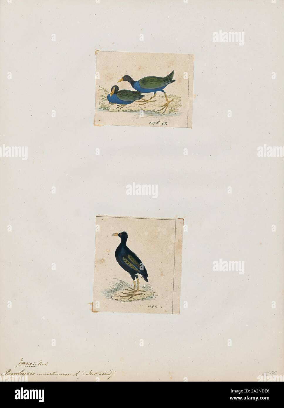 Porphyrio martinicus, Print, The purple gallinule (Porphyrio martinicus ...