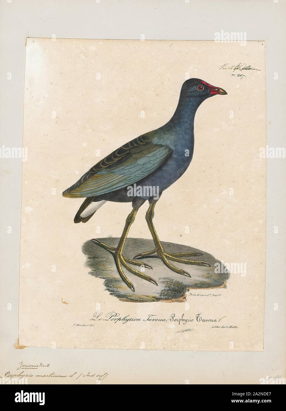 Porphyrio martinicus, Print, The purple gallinule (Porphyrio martinicus ...