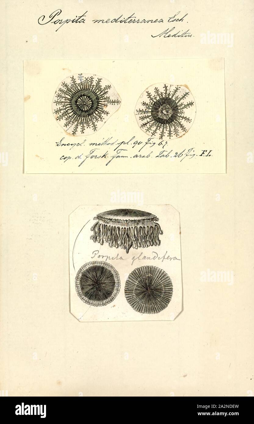 Porpita mediterranea hi-res stock photography and images - Alamy