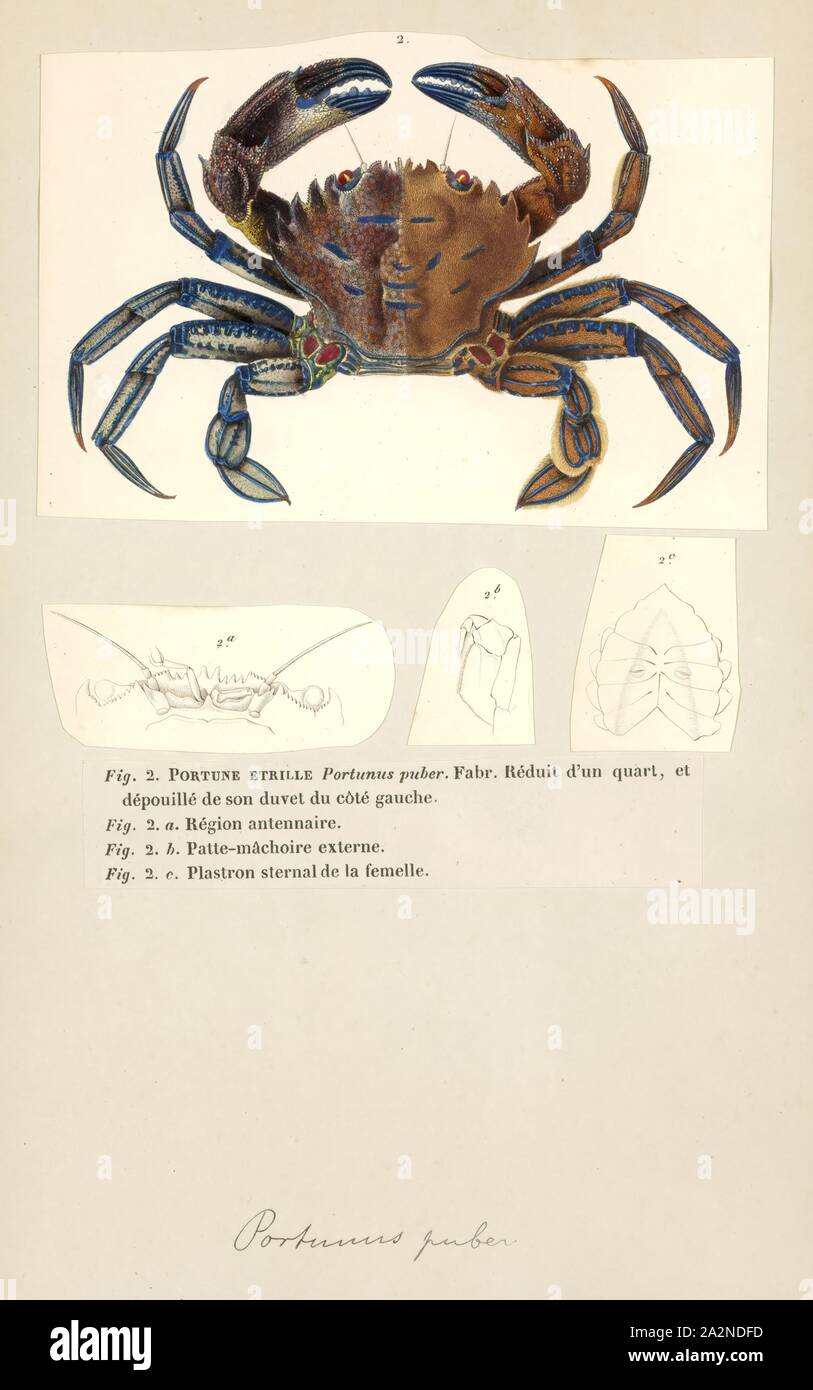 Portunus puber, Print Stock Photo - Alamy
