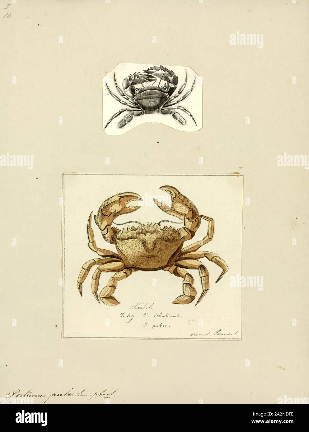 Portunus puber, Print Stock Photo - Alamy