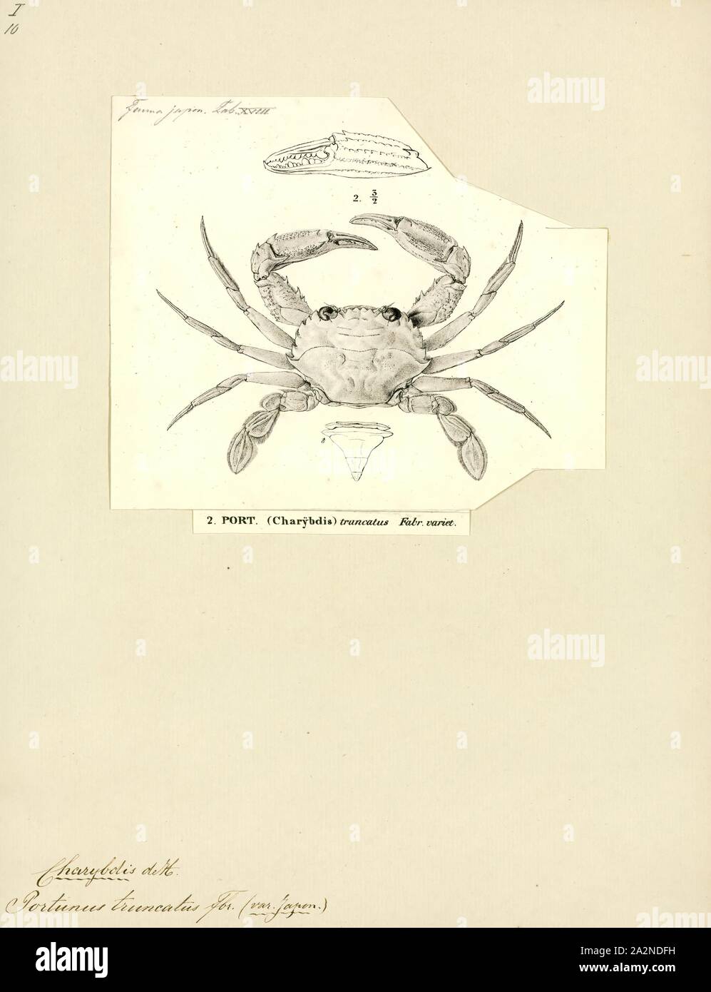 Portunus truncatus, Print Stock Photo - Alamy