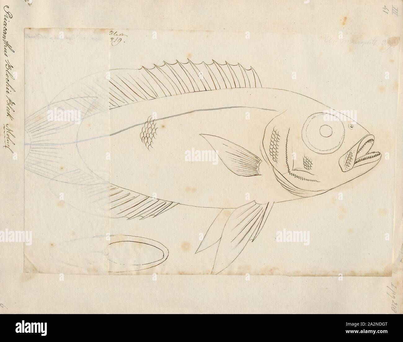 Priacanthus blochii, Print, Priacanthus blochii is a marine fish ...