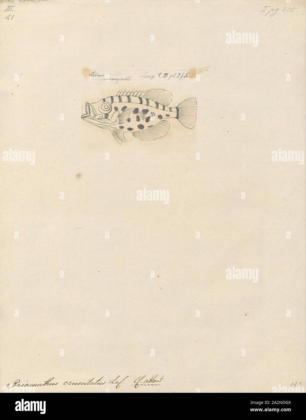 Priacanthus cruentatus hi-res stock photography and images - Alamy