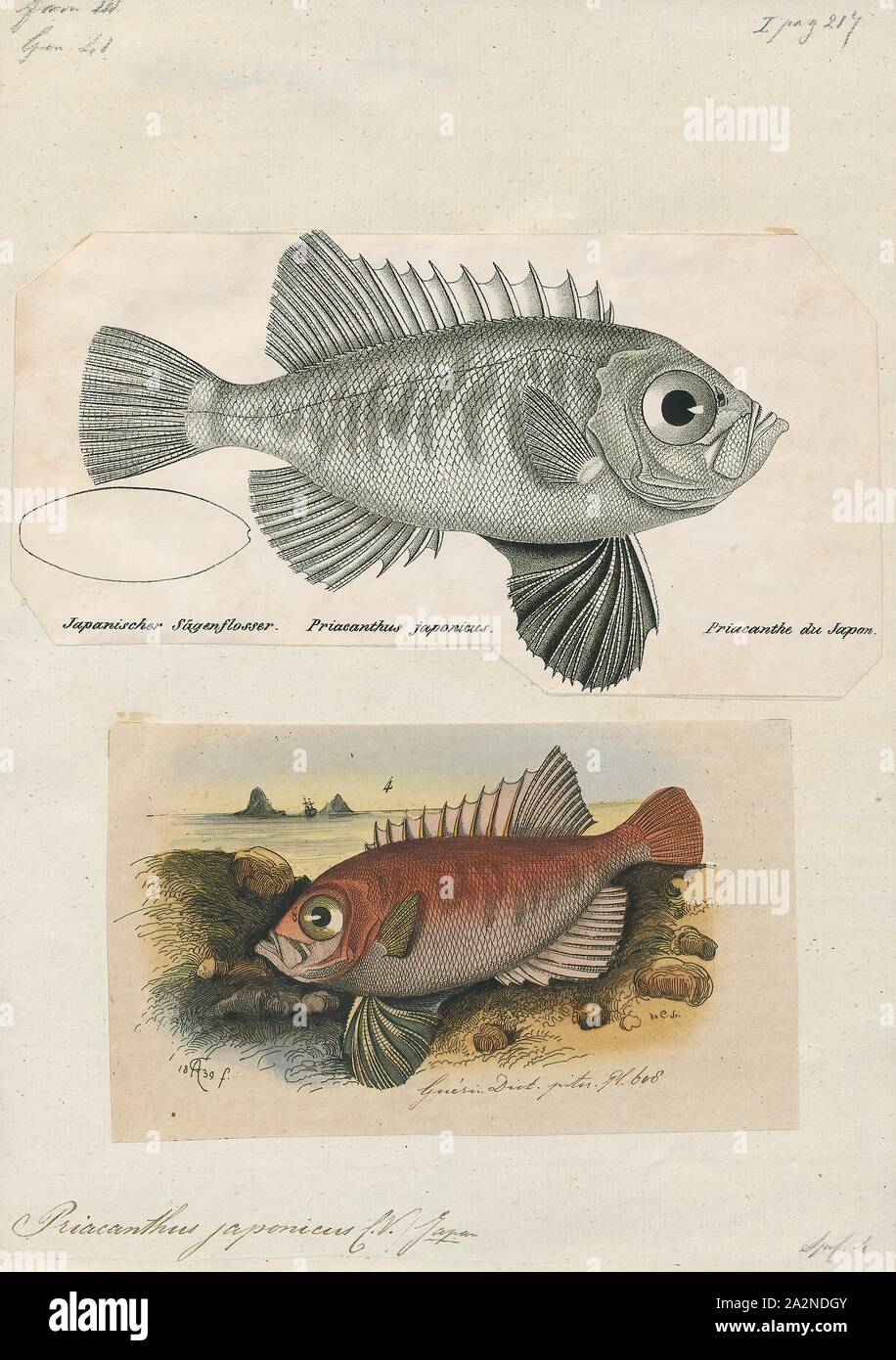Priacanthus japonicus, Print, Priacanthus is a genus of marine fishes ...