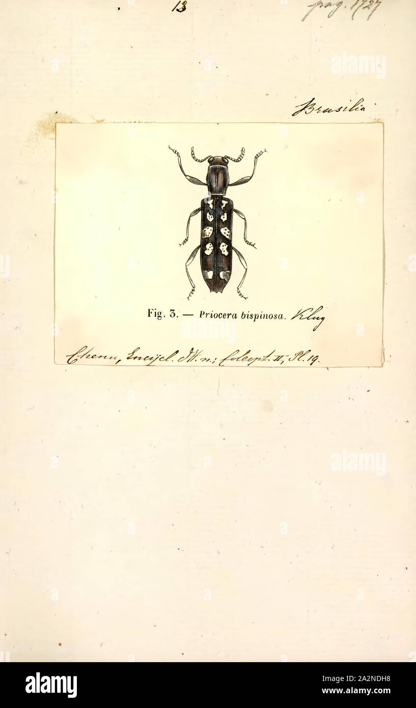 Priocera, Print, Priocera is a genus of checkered beetles in the family ...
