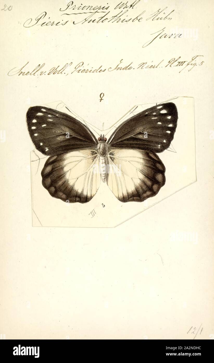 Indomalayan realm hi-res stock photography and images - Alamy