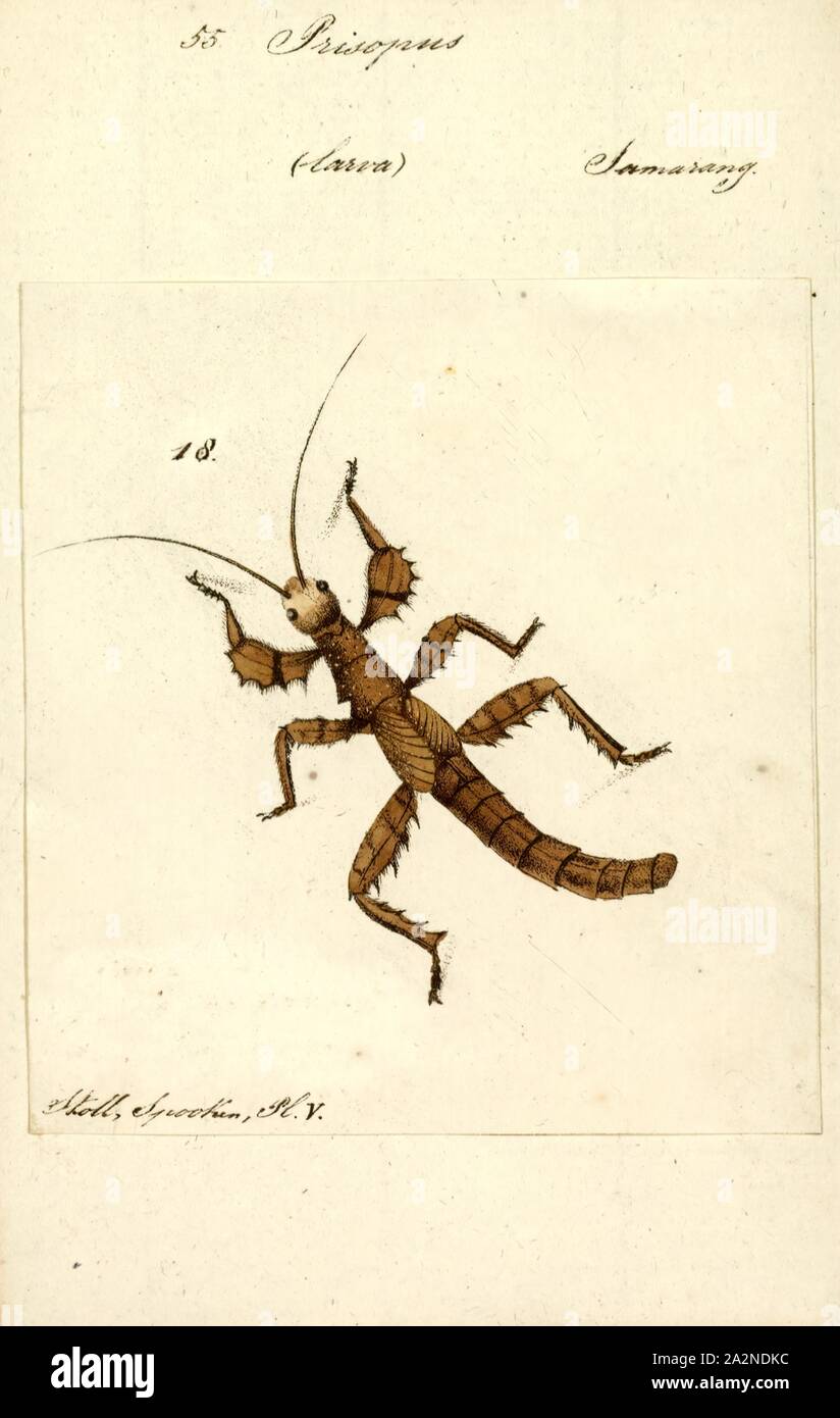 Prisopus hi-res stock photography and images - Alamy