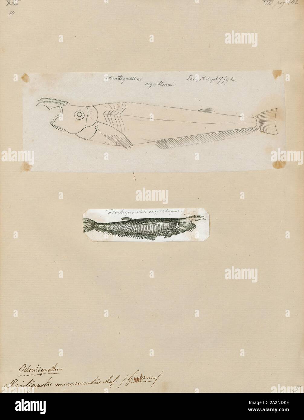 Pristigaster mucronatus hi-res stock photography and images - Alamy