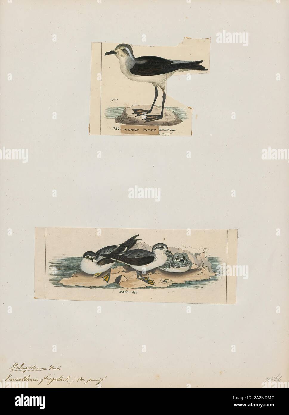 Procellaria fregata hi-res stock photography and images - Alamy