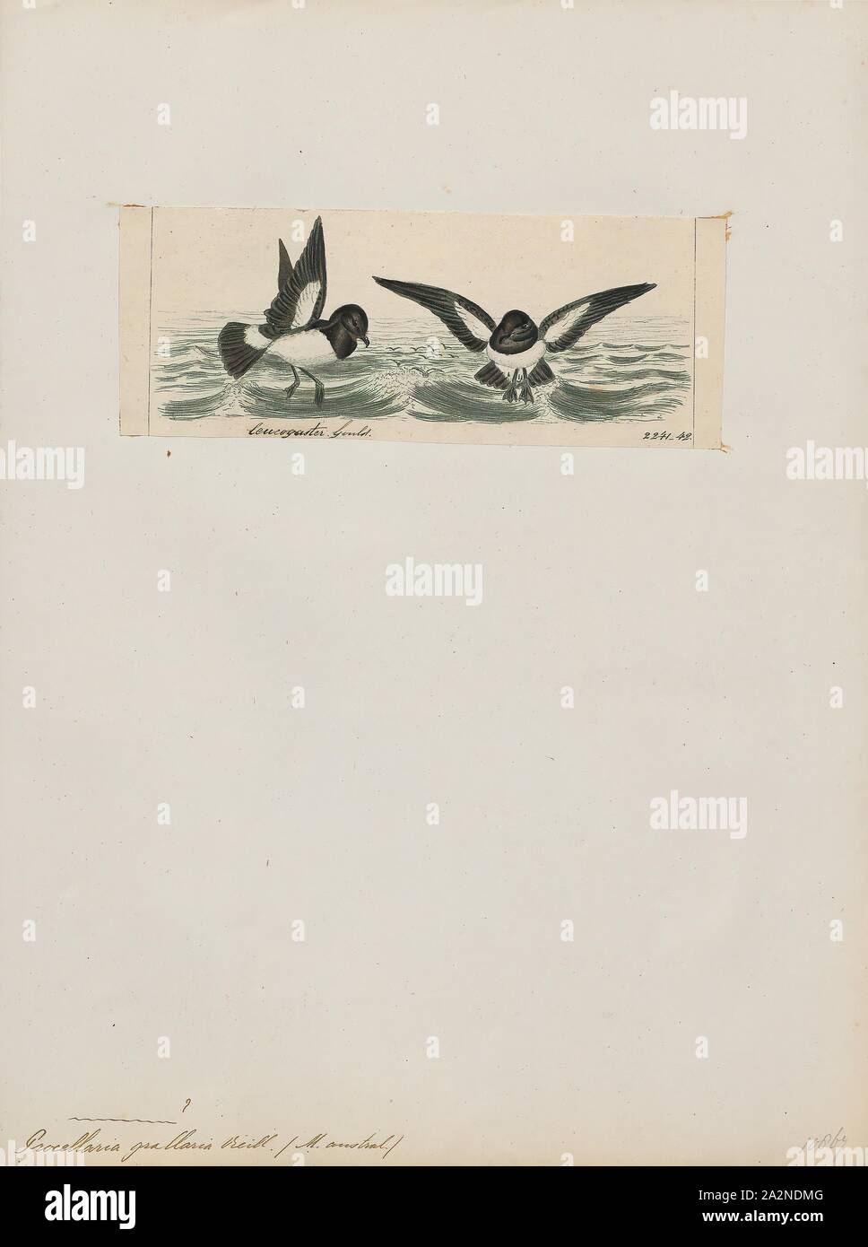 Procellaria grallaria hi-res stock photography and images - Alamy