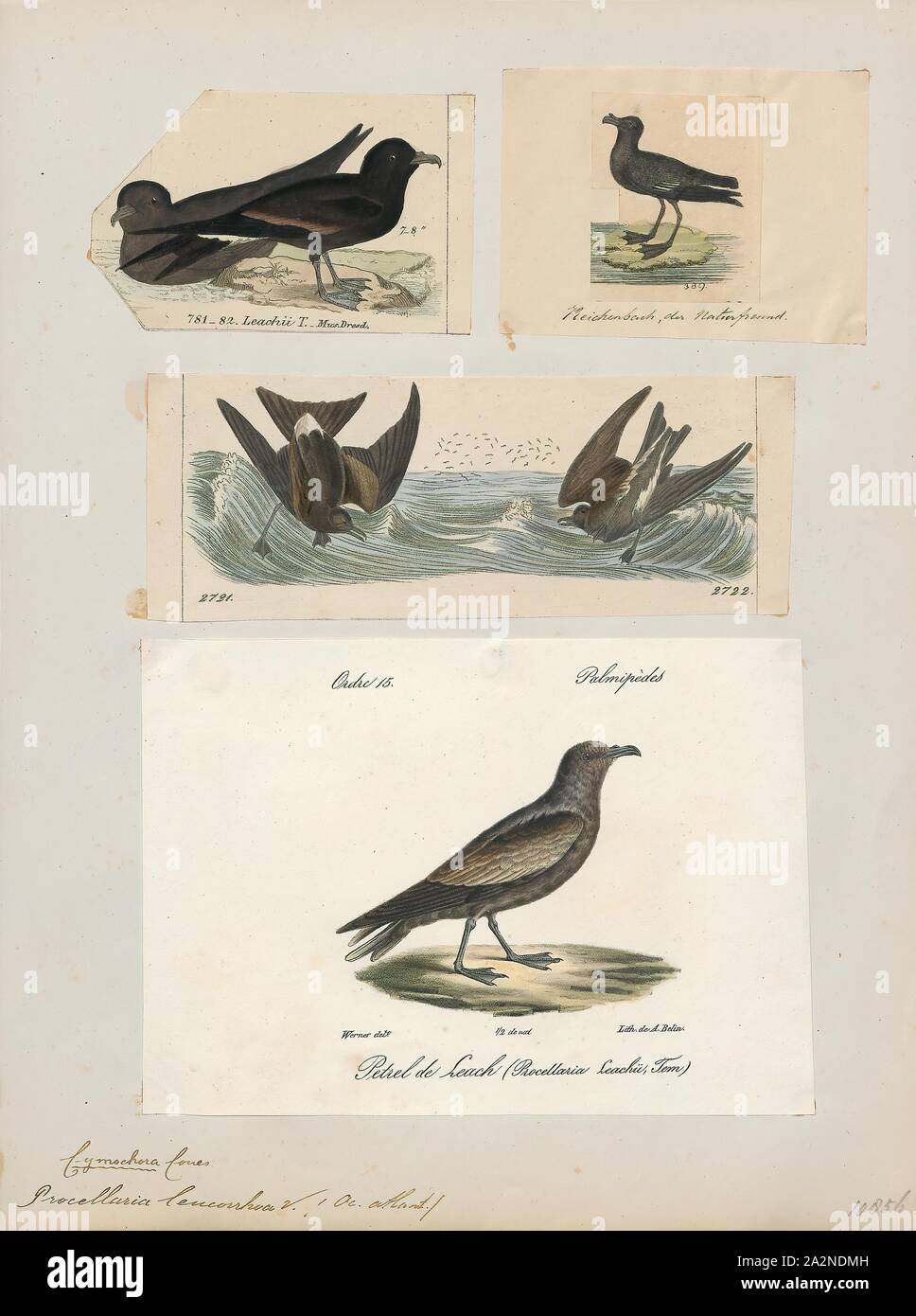 Long winged seabirds hi-res stock photography and images - Alamy