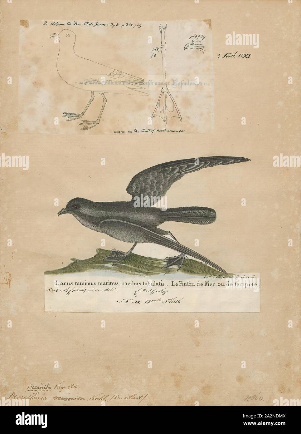 Procellaria oceanica hi-res stock photography and images - Alamy