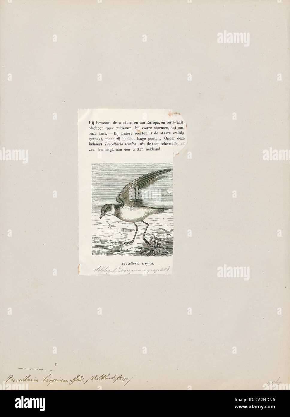 Procellaria tropica hi-res stock photography and images - Alamy