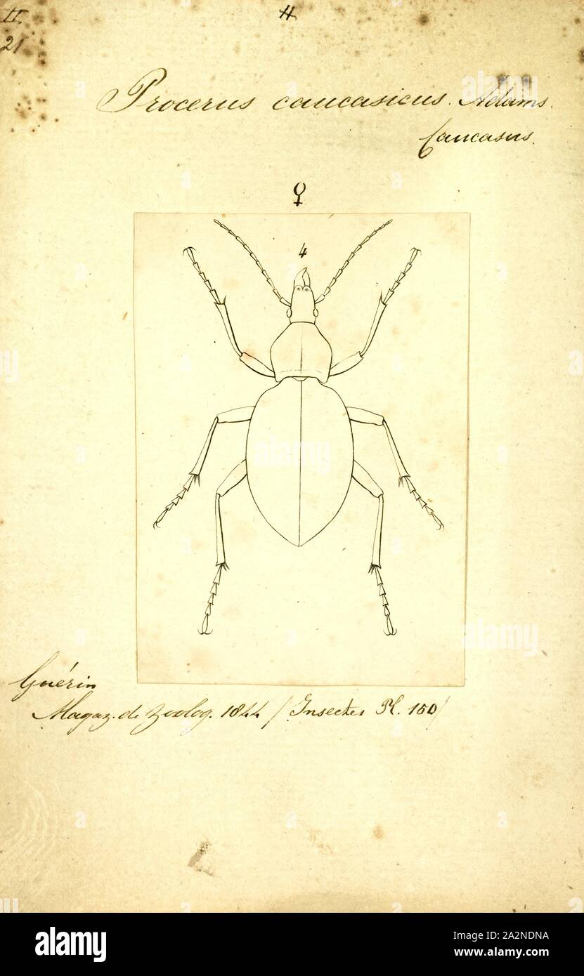 Procerus hi-res stock photography and images - Alamy