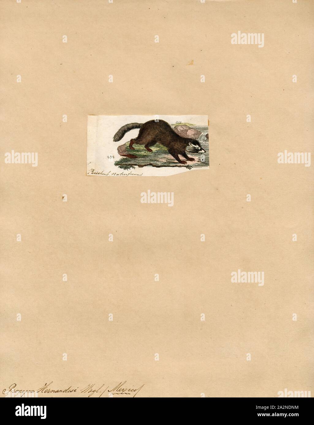 Bayer Designation High Resolution Stock Photography and Images - Alamy