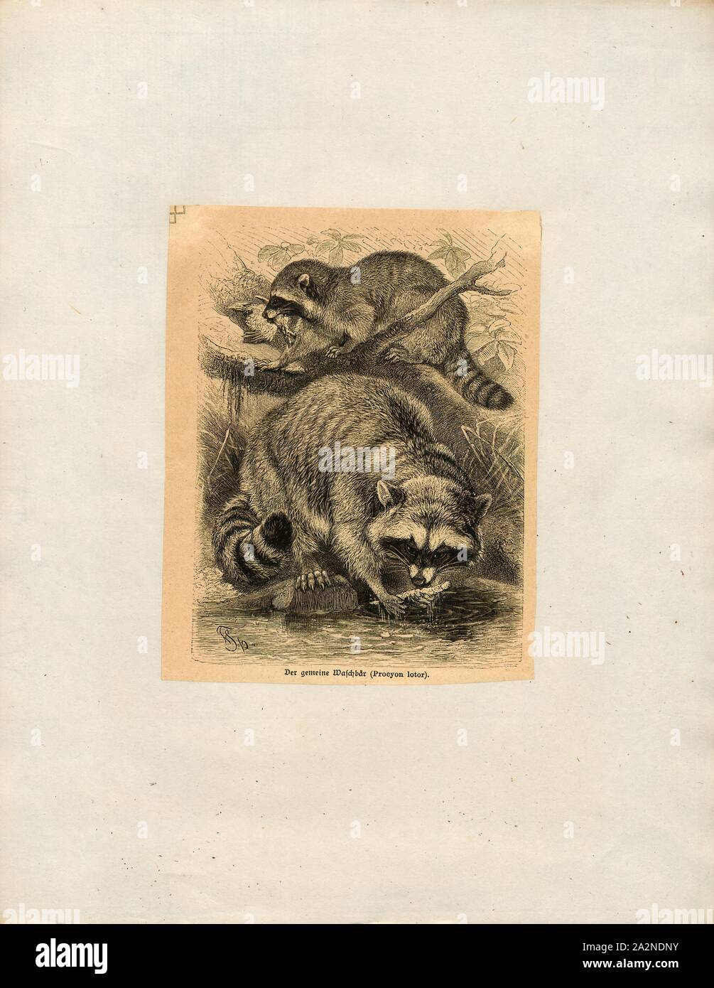 Procyon lotor, Print, The raccoon, sometimes spelled racoon, also known ...