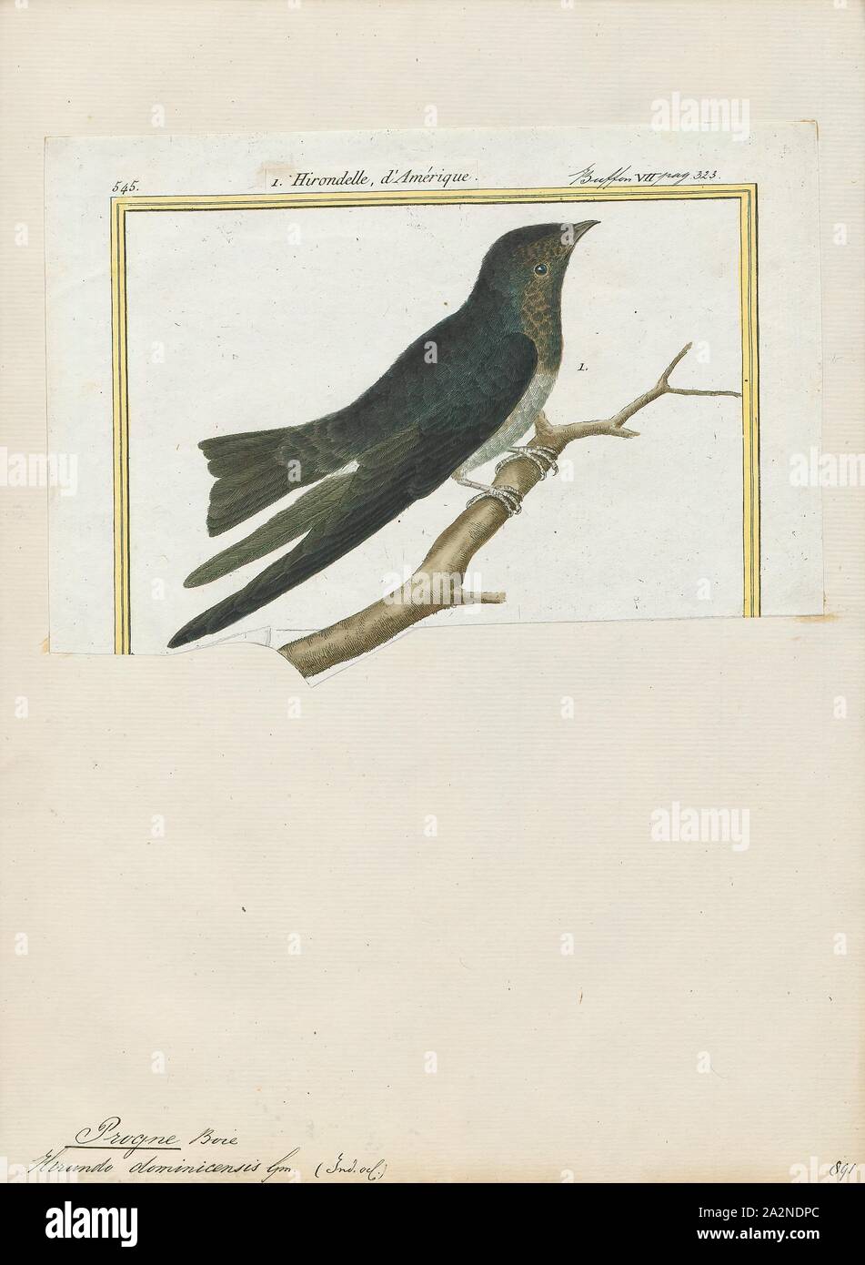 Progne dominicensis, Print, The Caribbean martin or white-bellied ...