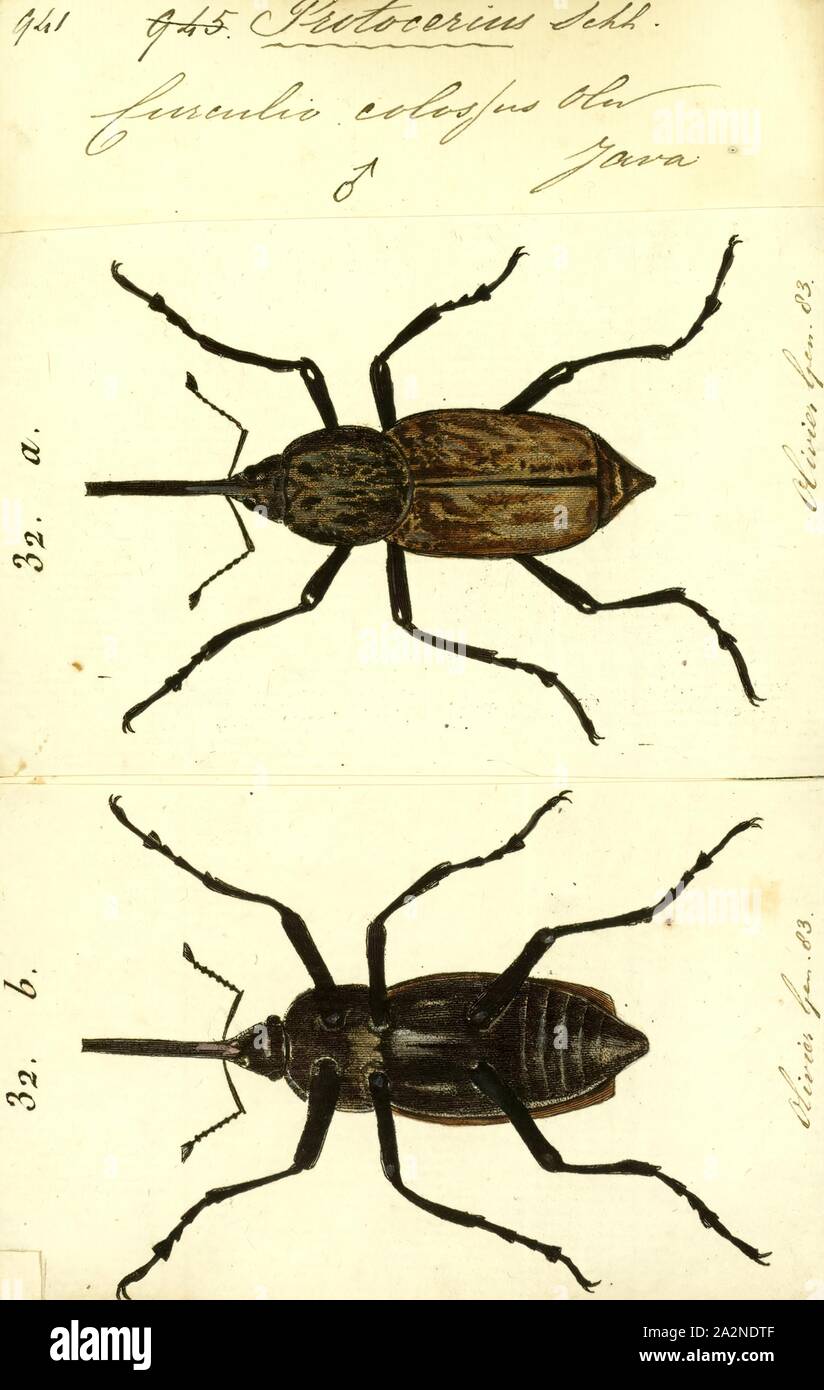 Protocerius hi-res stock photography and images - Alamy