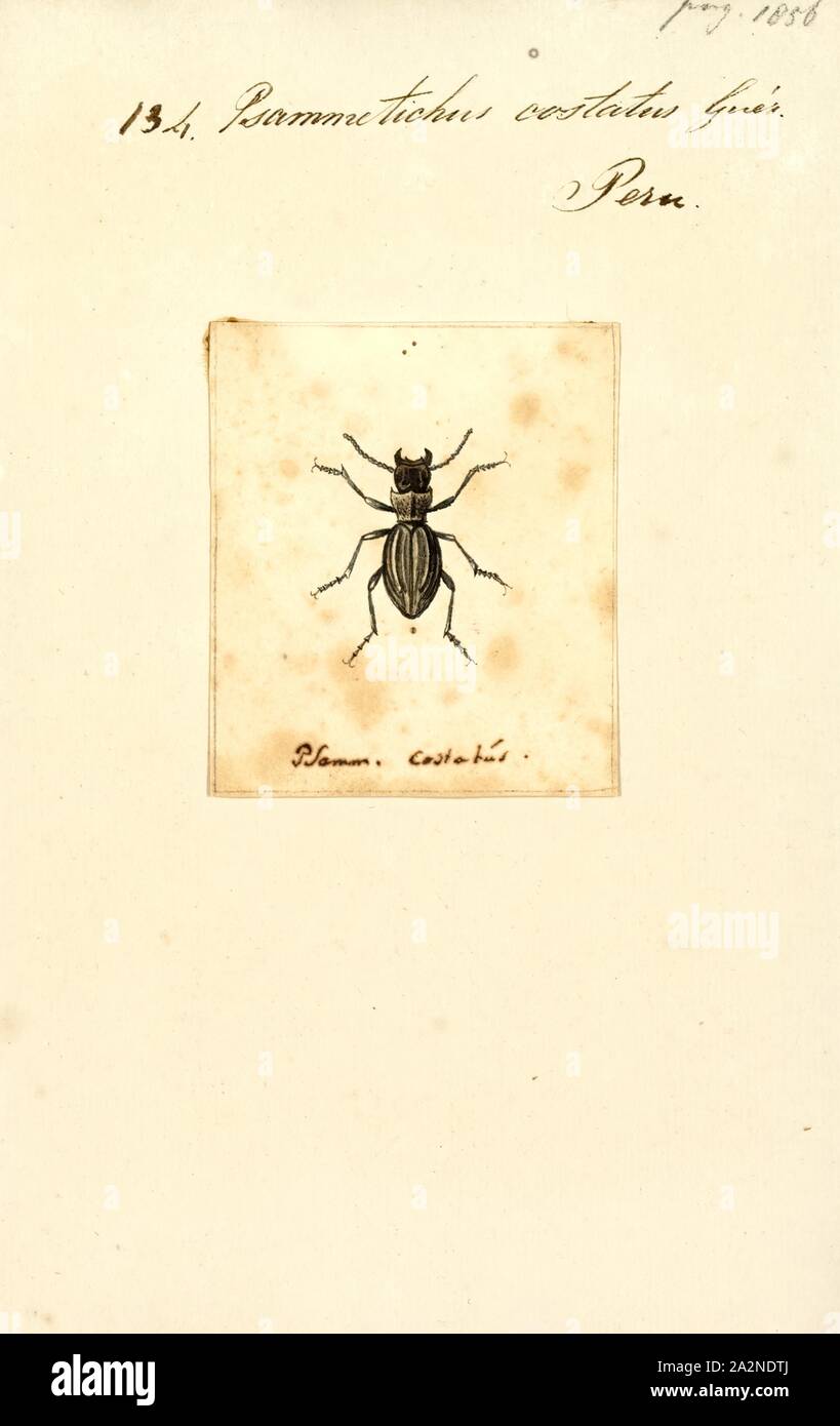 Psammetichus hi-res stock photography and images - Alamy