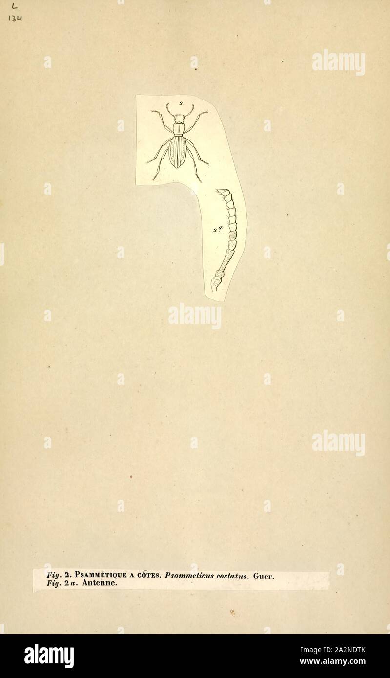 Psammetichus hi-res stock photography and images - Alamy