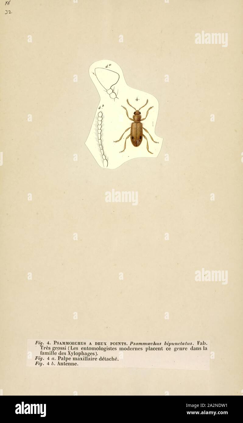 Psammoecus hi-res stock photography and images - Alamy