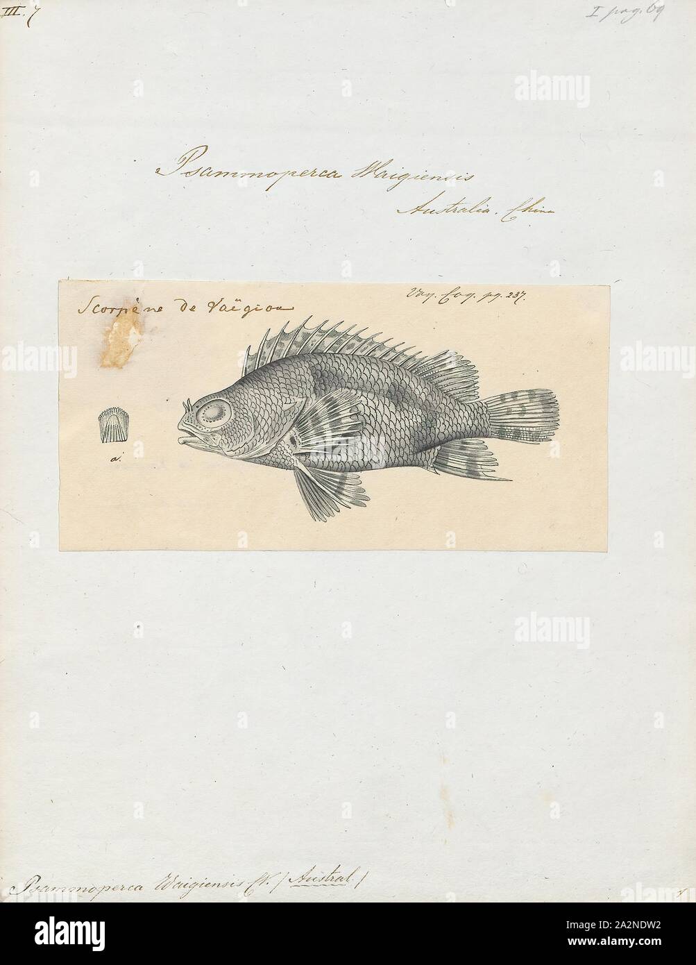 Waigeo barramundi hi-res stock photography and images - Alamy