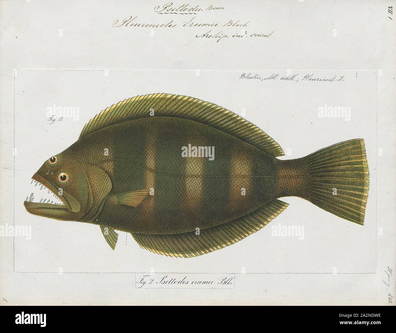 Psettodes erumei, Print, Indian spiny turbot, 1866-1872 Stock Photo - Alamy