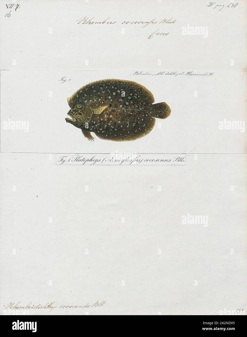 Large tooth flounders hi-res stock photography and images - Alamy