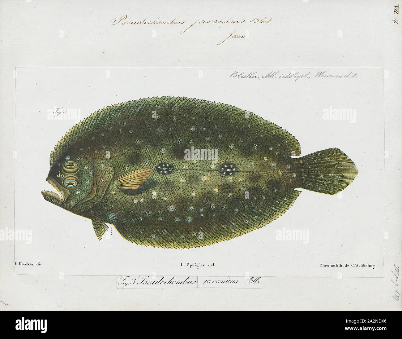 Pseudorhombus javanicus, Print, Javanese flounder, 1866-1872 Stock ...