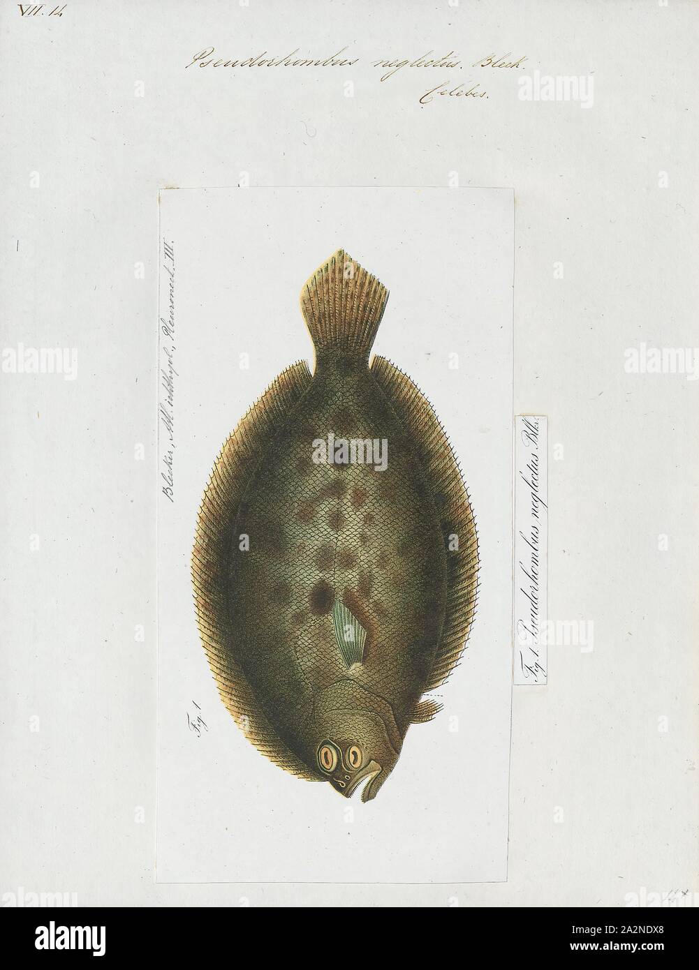 Largetooth flounder hi-res stock photography and images - Alamy