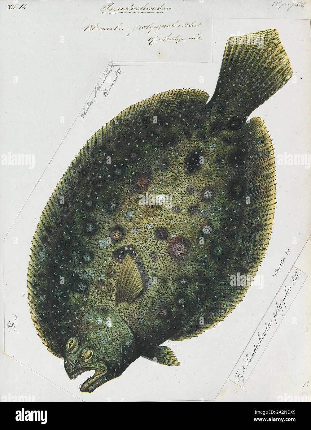 Largest species reaches 40 cm hi-res stock photography and images - Alamy
